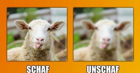 Schaf / Unschaf | Lustige Bilder, Sprüche, Witze, echt lustig