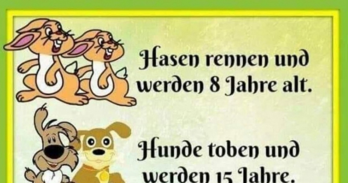 Neue Bilder und Memes - Hasen - lustig, kostenlos - DEBESTE.de
