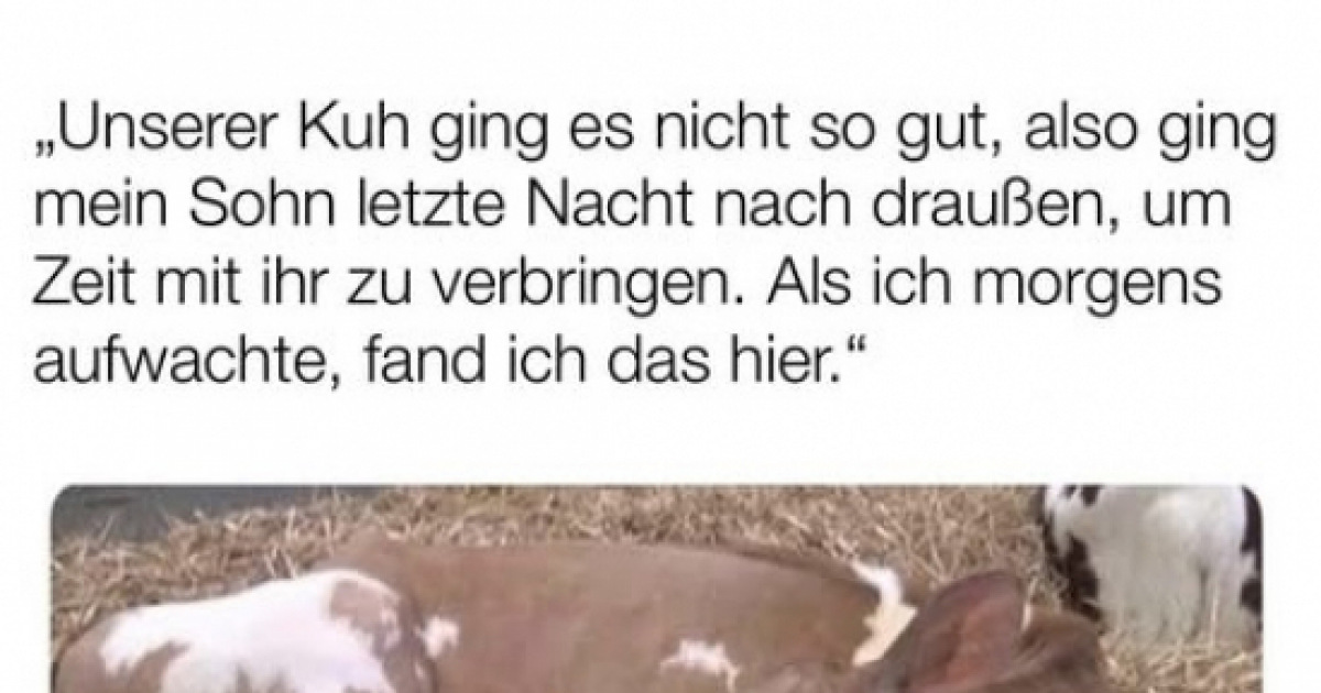 Neue Bilder und Memes - Kuh - lustig, kostenlos - DEBESTE.de