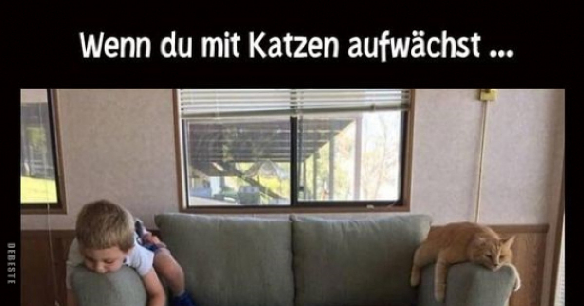 10 lustige Bilder Mit Katzen - Seite (3) - DEBESTE.de