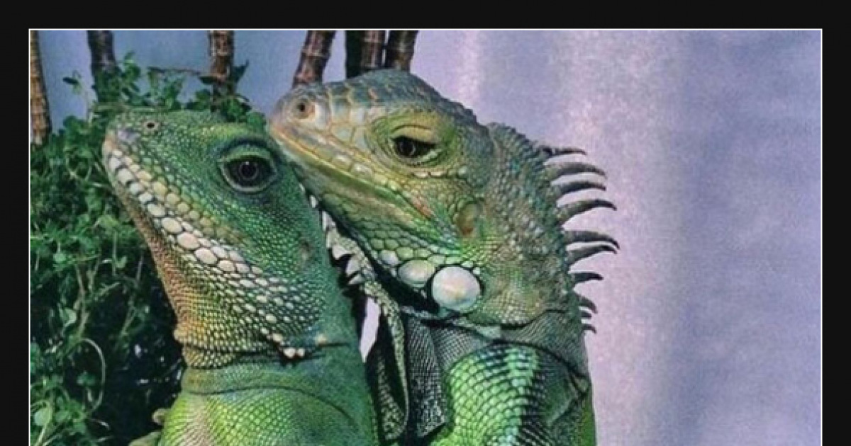 Neue Bilder und Memes - Leguan - lustig, kostenlos - DEBESTE.de