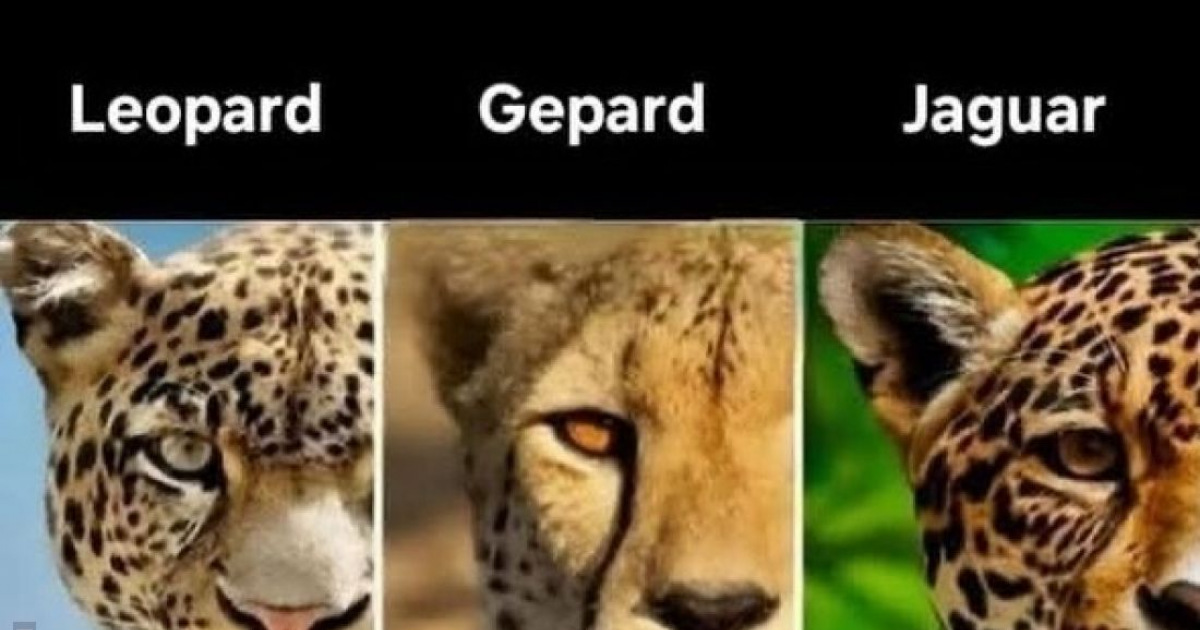 Neue Bilder und Memes - Leopard - lustig, kostenlos - DEBESTE.de