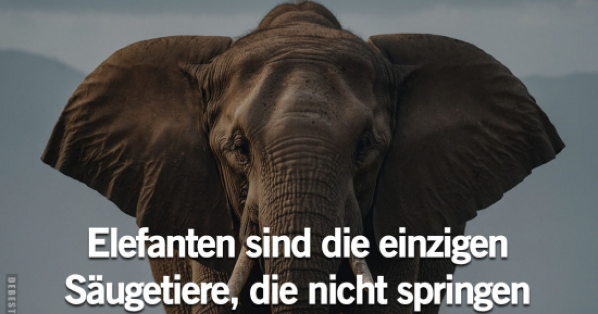 160 lustige Bilder Elefant - Seite (8) - DEBESTE.de