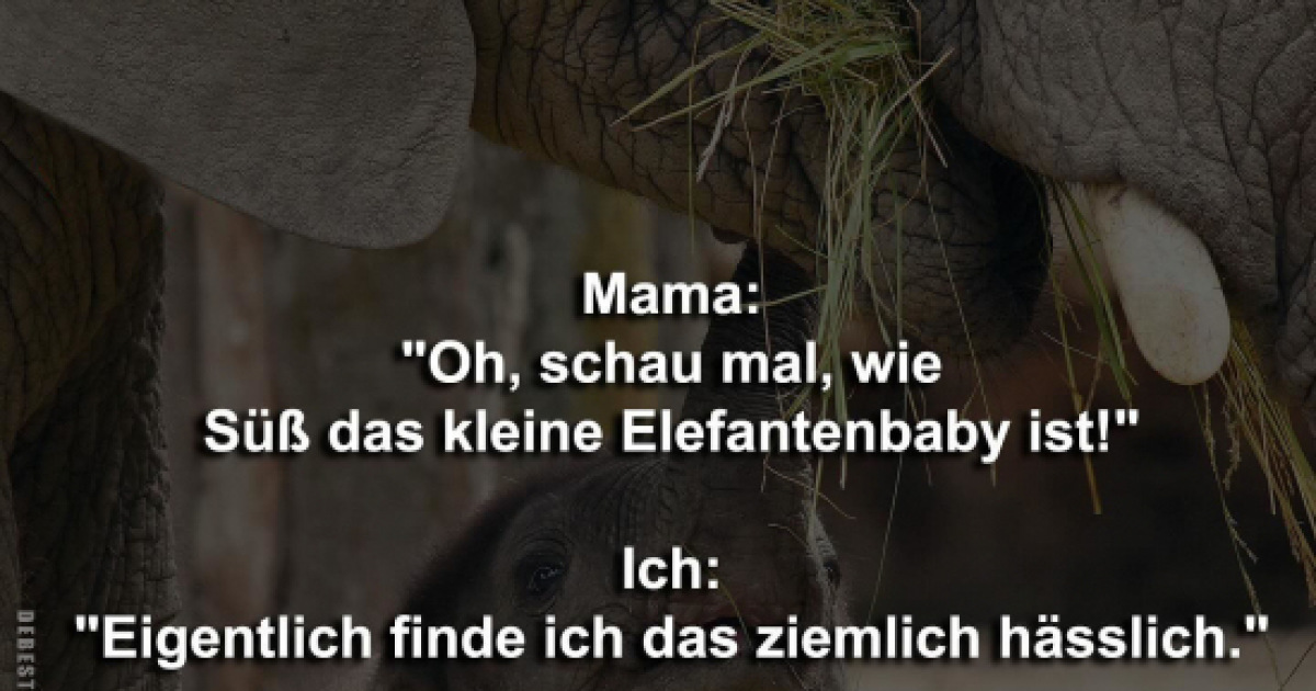 Neue Bilder und Memes - Kleine Elefanten - lustig, kostenlos - DEBESTE.de