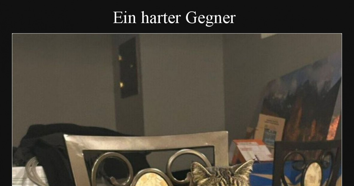 Neue Bilder und Memes - Gegner - lustig, kostenlos - DEBESTE.de