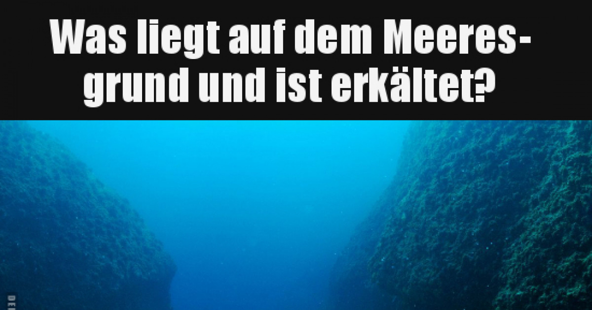 Neue Bilder und Memes - Muschel - lustig, kostenlos - DEBESTE.de