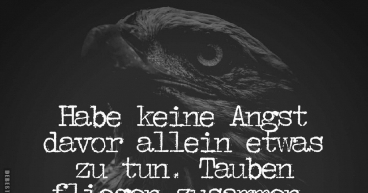 80 lustige Bilder Tauben - Seite (2) - DEBESTE.de