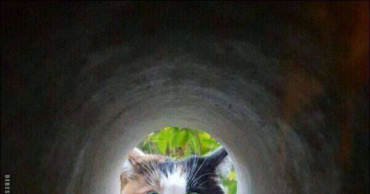 2790 lustige Bilder Katzen - Seite (425) - DEBESTE.de