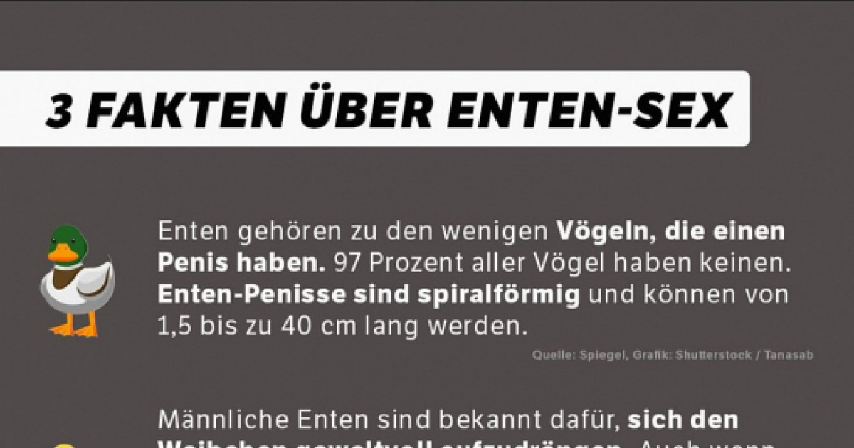 Neue Bilder und Memes - über Enten - lustig, kostenlos - DEBESTE.de