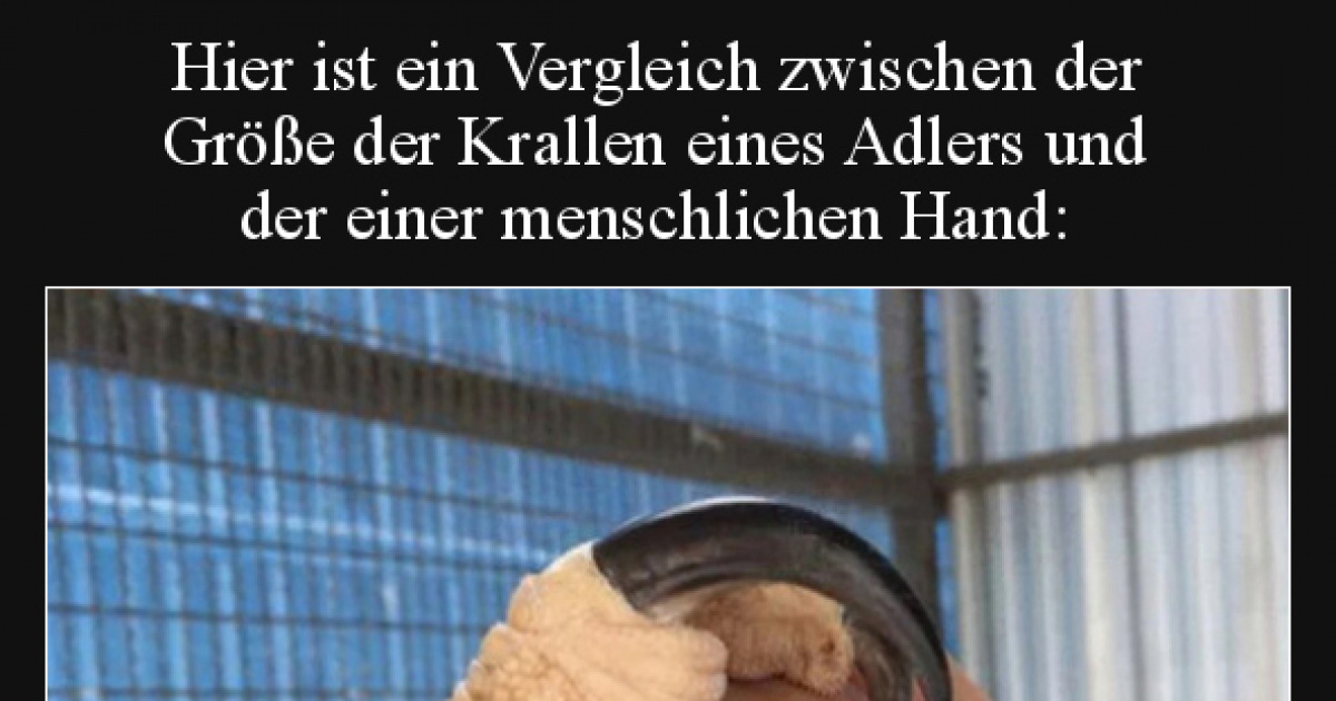 10 lustige Bilder H - Seite (8773) - DEBESTE.de