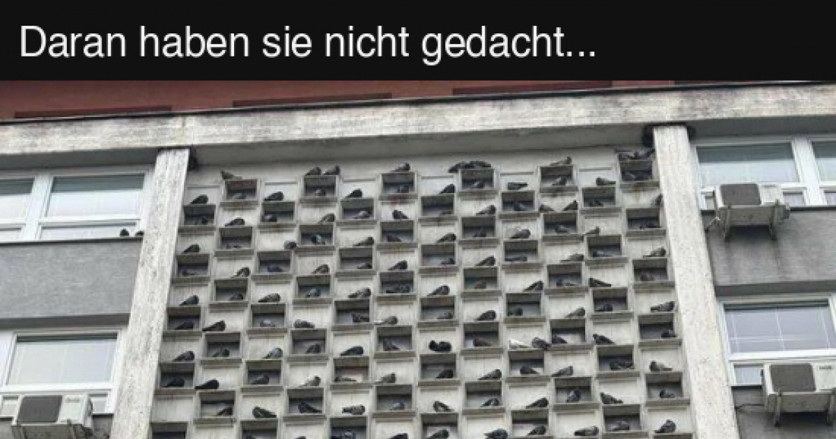 Neue Bilder und Memes - Taube - lustig, kostenlos - DEBESTE.de