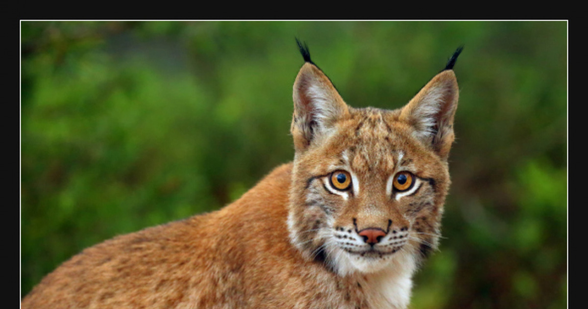 Neue Bilder und Memes - Luchs - lustig, kostenlos - DEBESTE.de