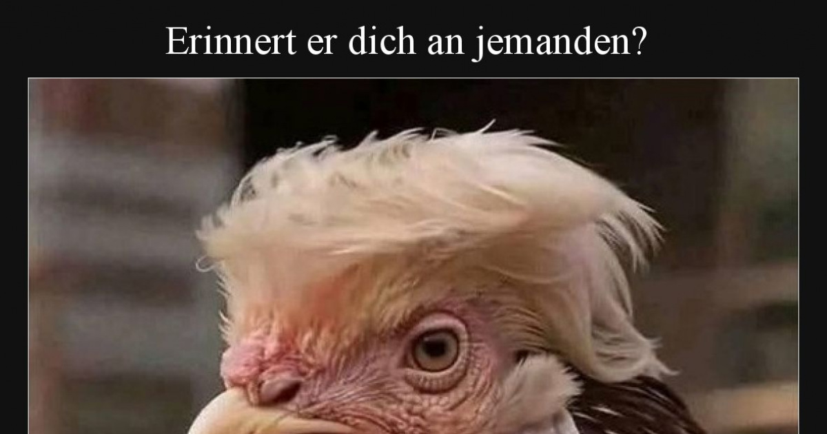470+ Lustige neue Bilder von Doland Trump - Seite (13)