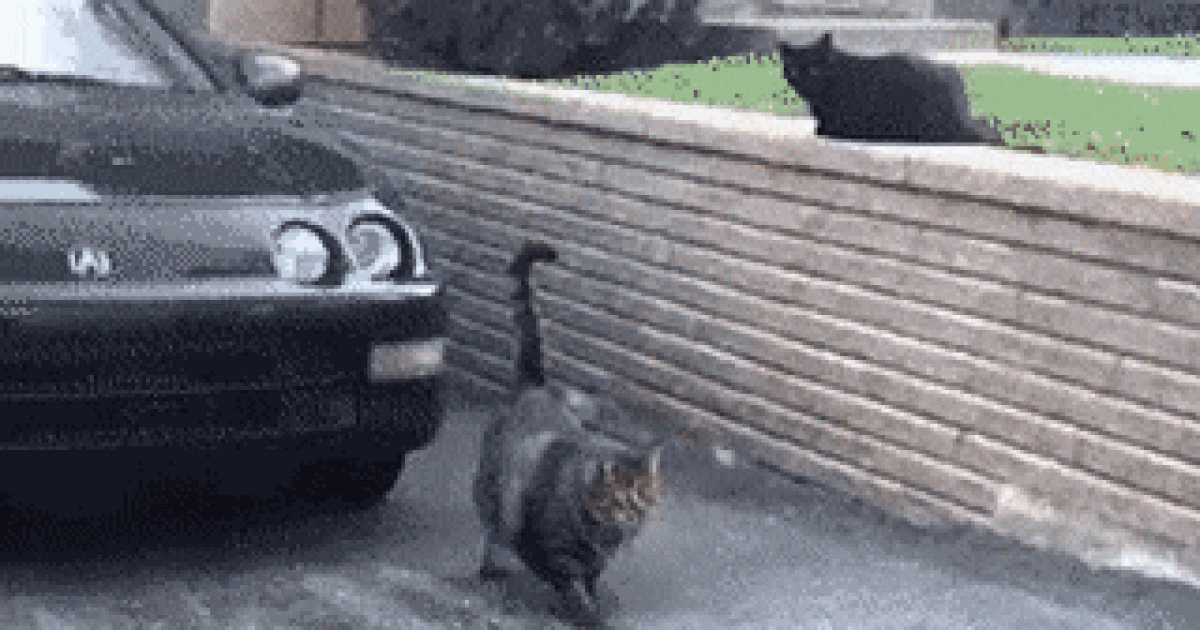 1680 lustige Bilder Gif - Seite (146) - DEBESTE.de