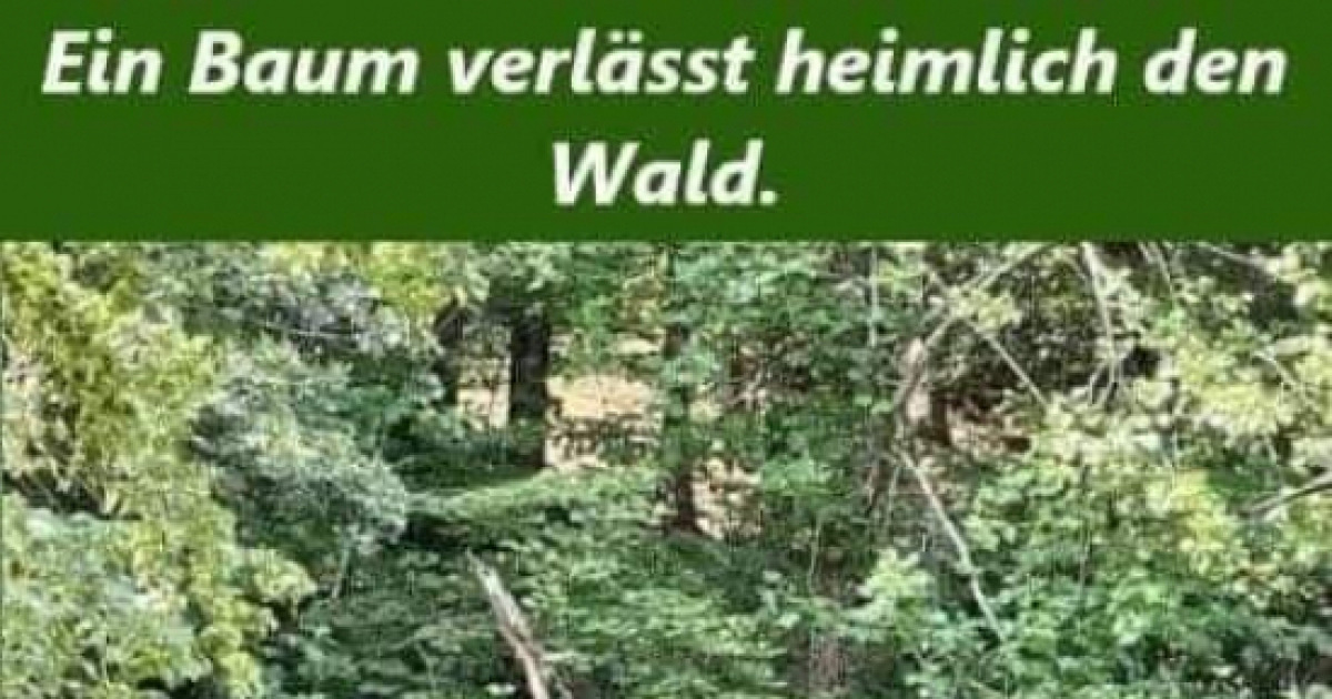 820 lustige Bilder Baum - Seite (40) - DEBESTE.de
