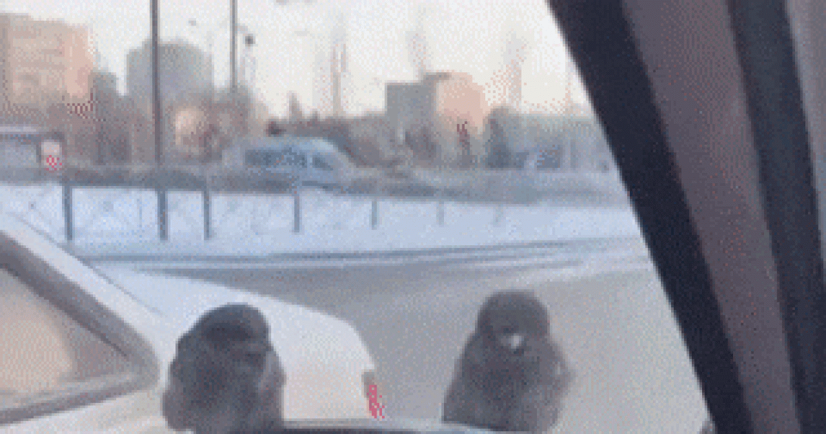 Neue Bilder und Memes - Vogel Gifs - lustig, kostenlos - DEBESTE.de
