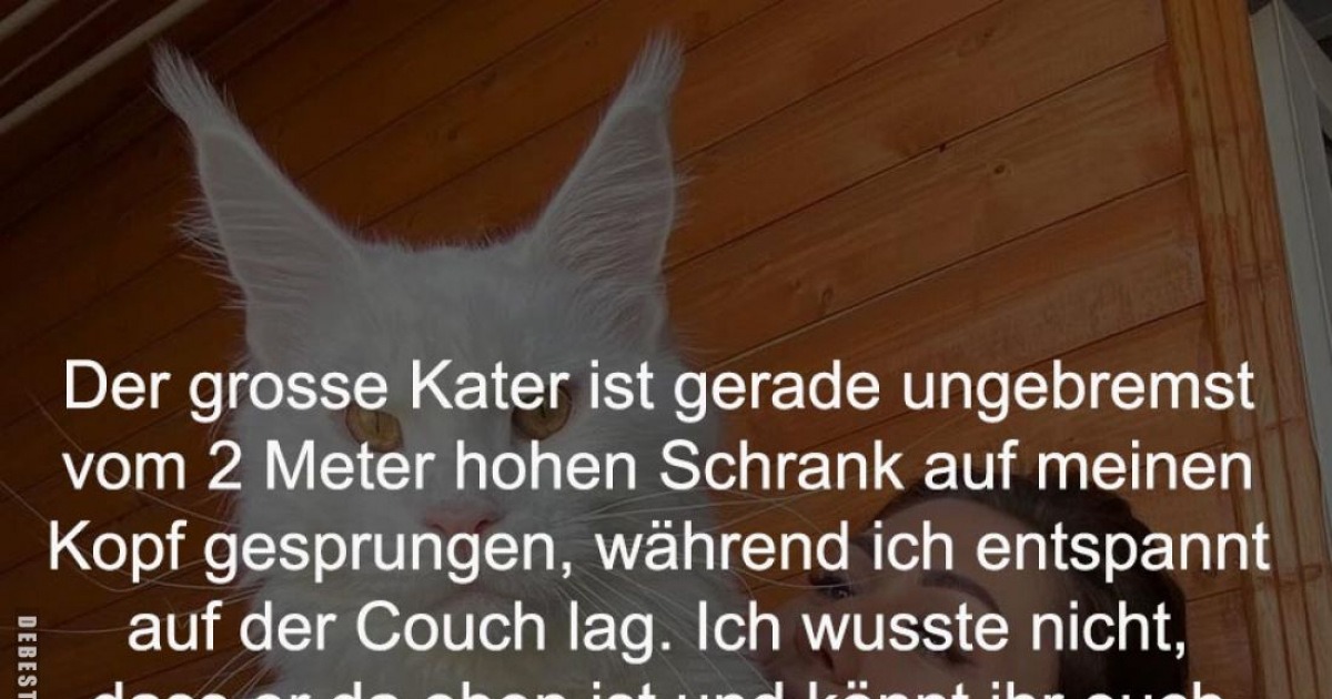 Neue Bilder und Memes - Kater - lustig, kostenlos - DEBESTE.de