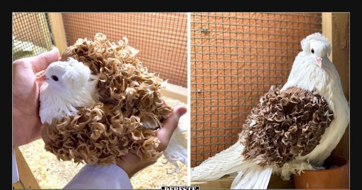 Neue Bilder und Memes - Locken - lustig, kostenlos - DEBESTE.de