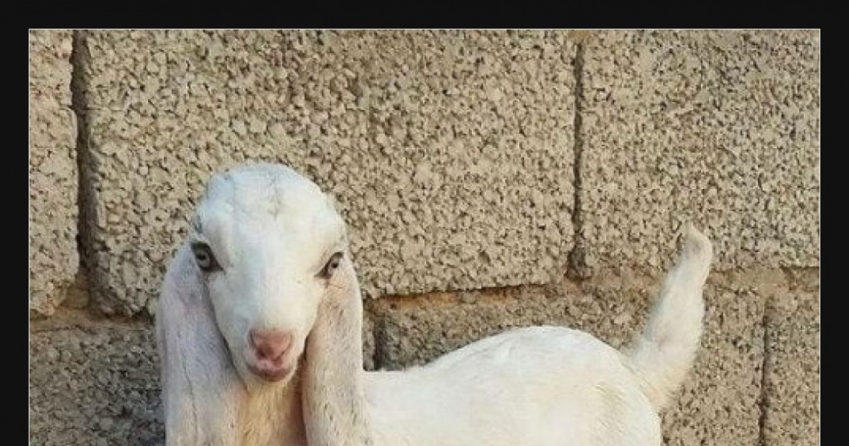 Neue Bilder und Memes - Ziegen - lustig, kostenlos - DEBESTE.de