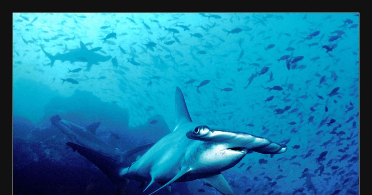 Neue Bilder und Memes - Hammerhai - lustig, kostenlos - DEBESTE.de