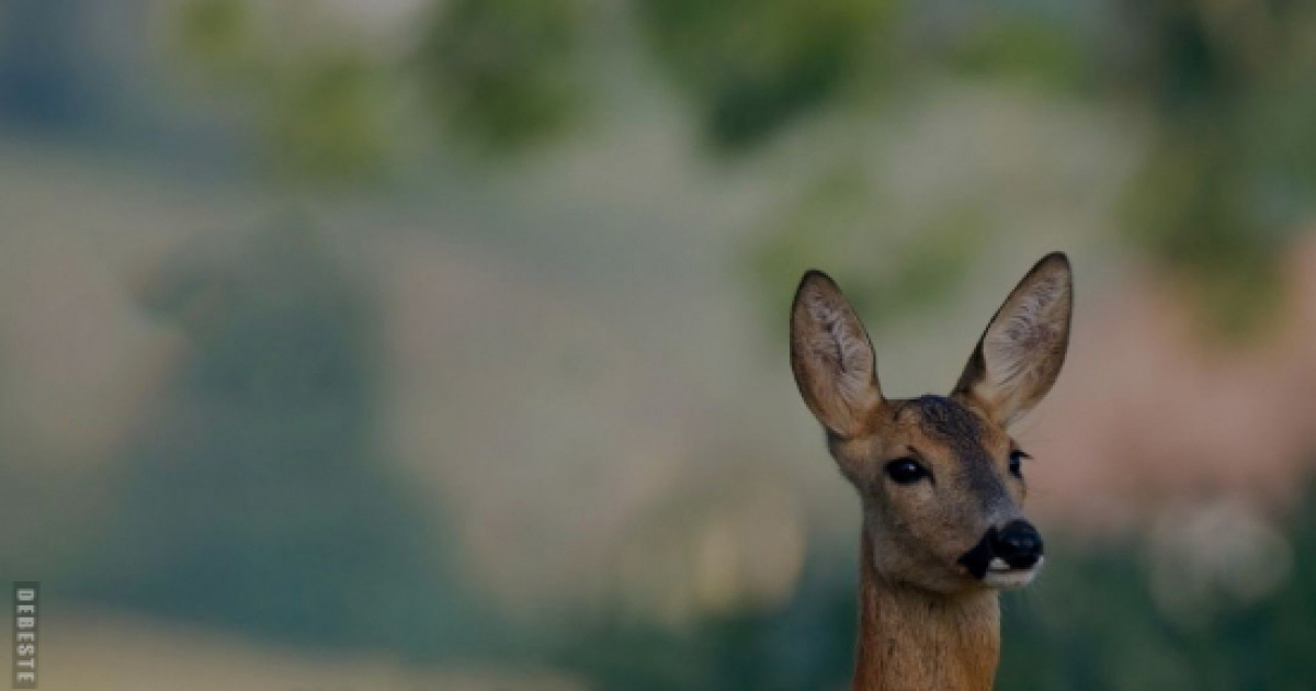 10 lustige Bilder Reh - Seite (13) - DEBESTE.de