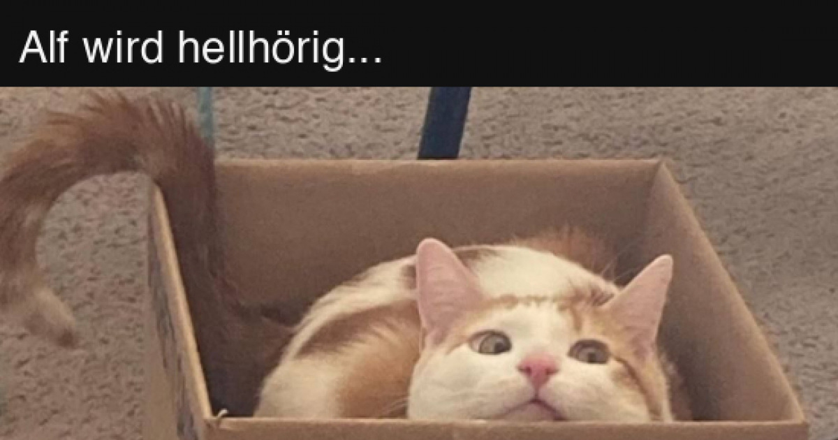 Neue Bilder und Memes - Kadsen - lustig, kostenlos - DEBESTE.de