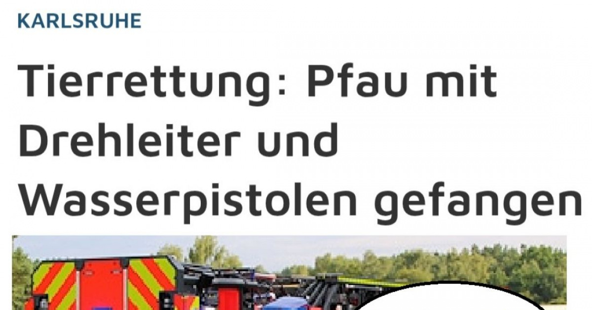 Neue Bilder und Memes - Pfau - lustig, kostenlos - DEBESTE.de