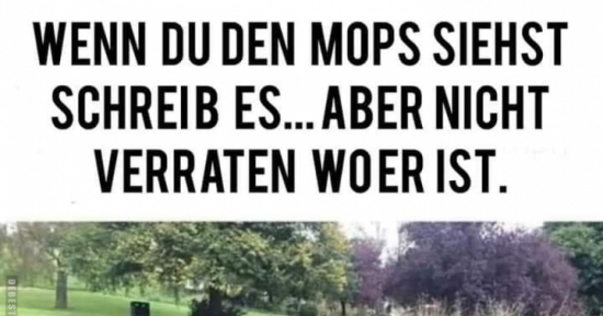Neue Bilder und Memes - Mop - lustig, kostenlos - DEBESTE.de