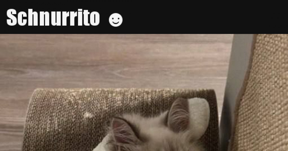 Neue Bilder und Memes - Schnurrito - lustig, kostenlos - DEBESTE.de