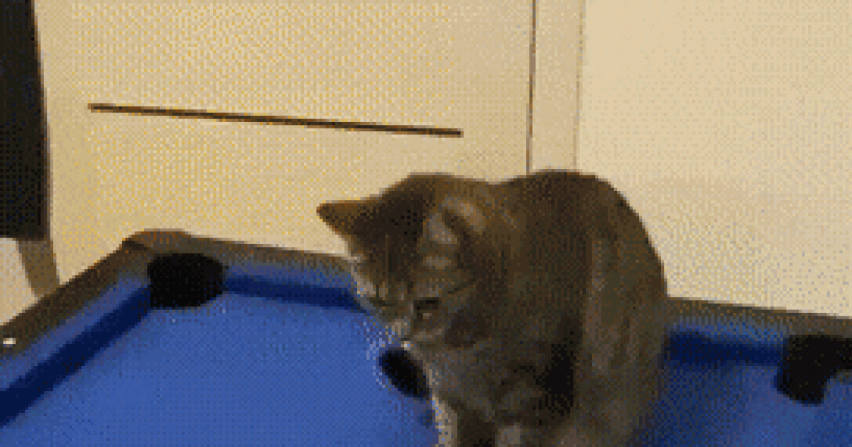 Neue Bilder und Memes - Billard Gifs - lustig, kostenlos - DEBESTE.de