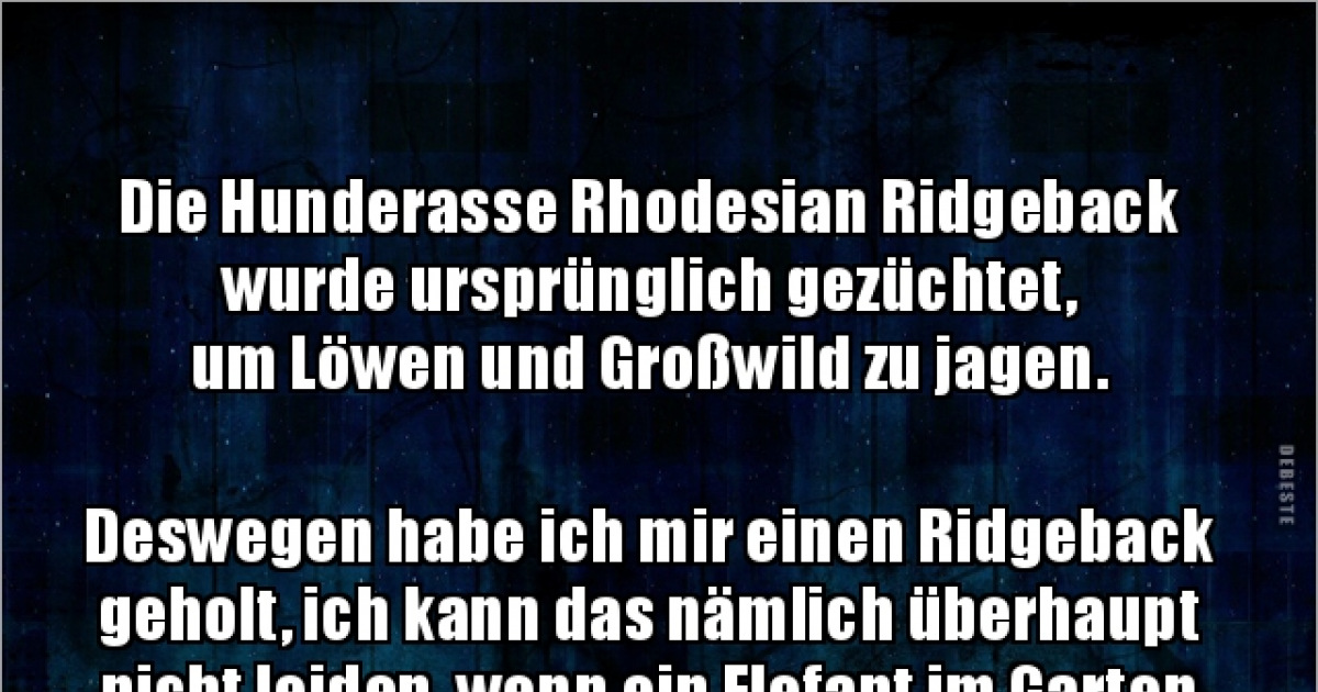 Neue Bilder und Memes - Rhodesian Ridgeback - lustig, kostenlos ...
