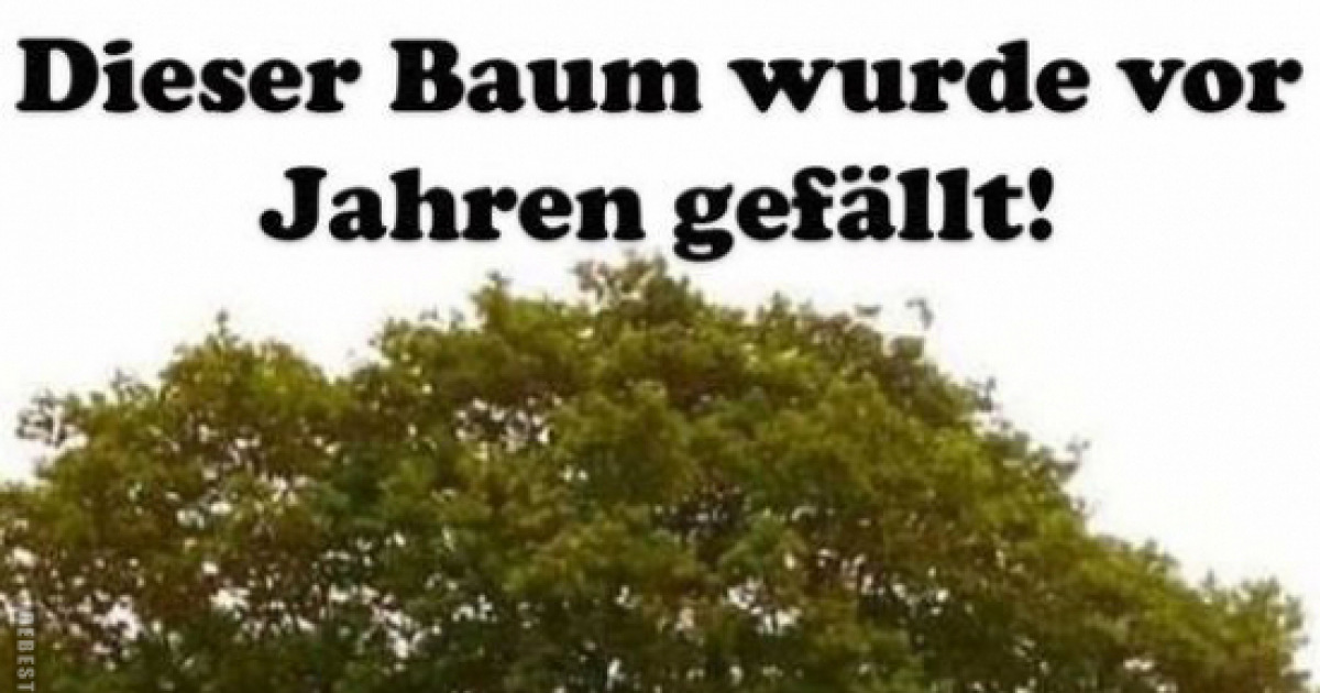820 lustige Bilder Baum - Seite (71) - DEBESTE.de
