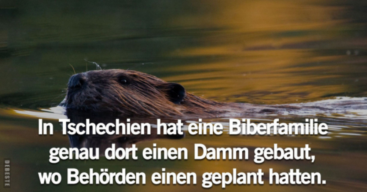 Neue Bilder und Memes - Biber - lustig, kostenlos - DEBESTE.de