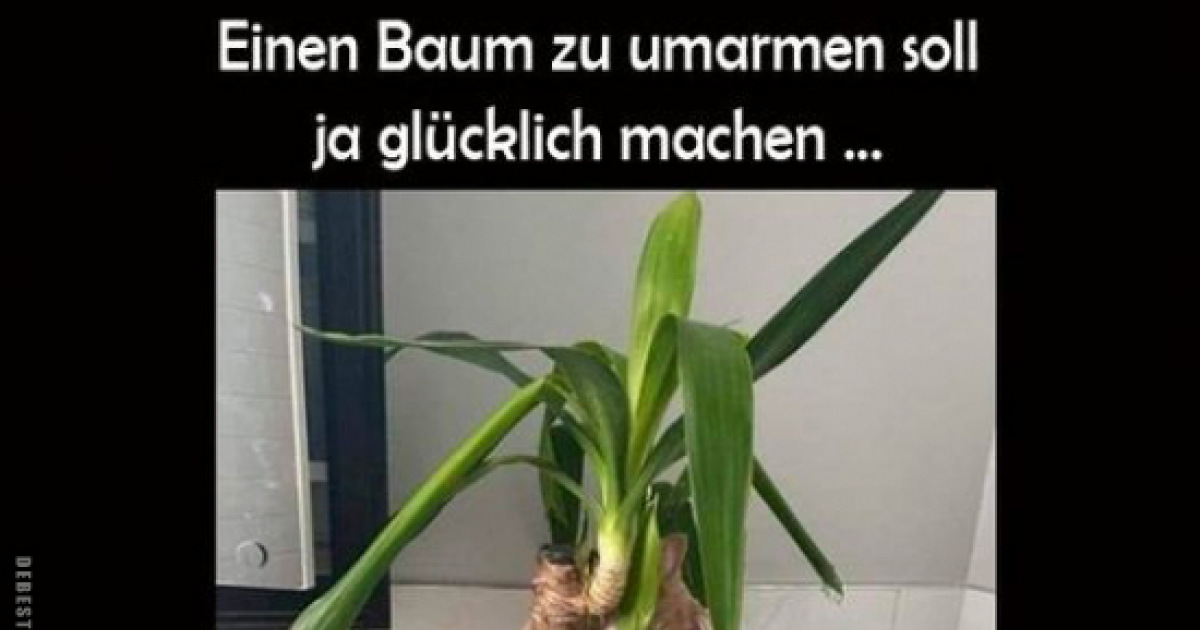 820 lustige Bilder Baum - Seite (78) - DEBESTE.de