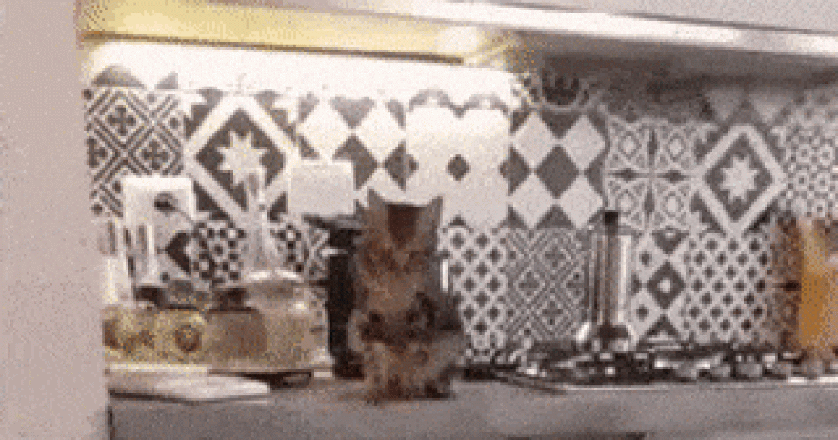 1330 lustige Bilder Gifs - Seite (32) - DEBESTE.de