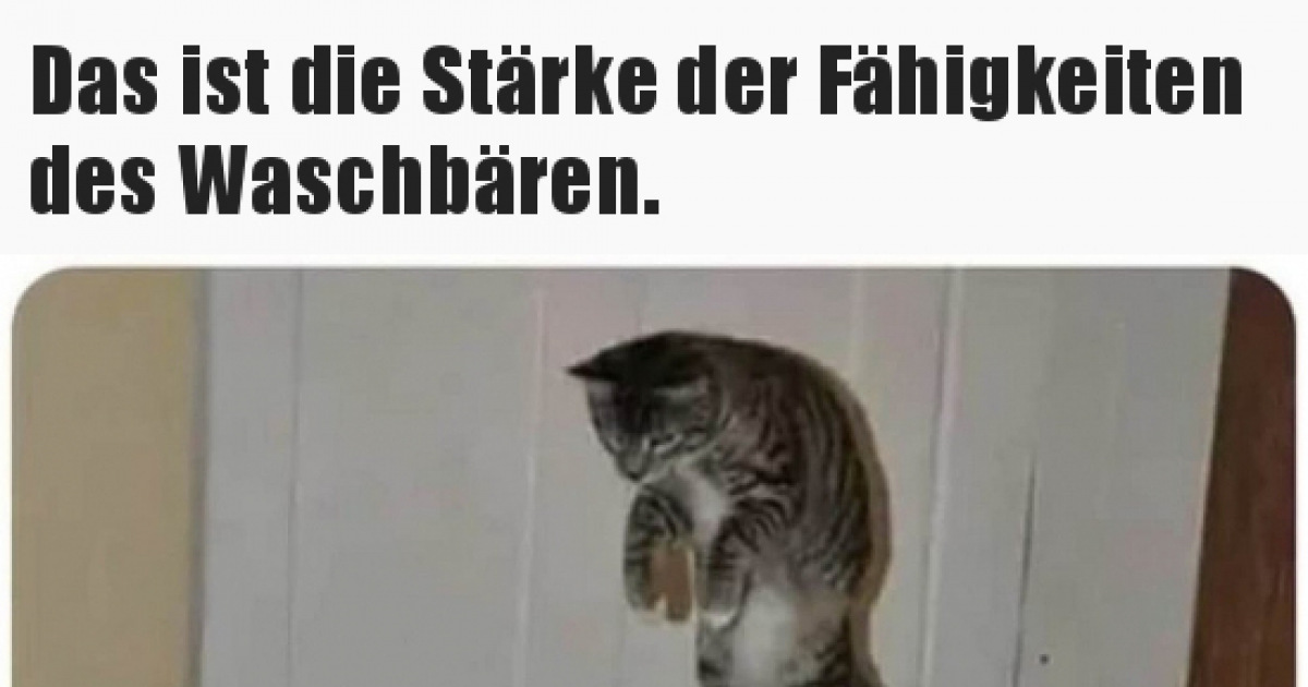 Neue Bilder und Memes - Waschbär - lustig, kostenlos - DEBESTE.de