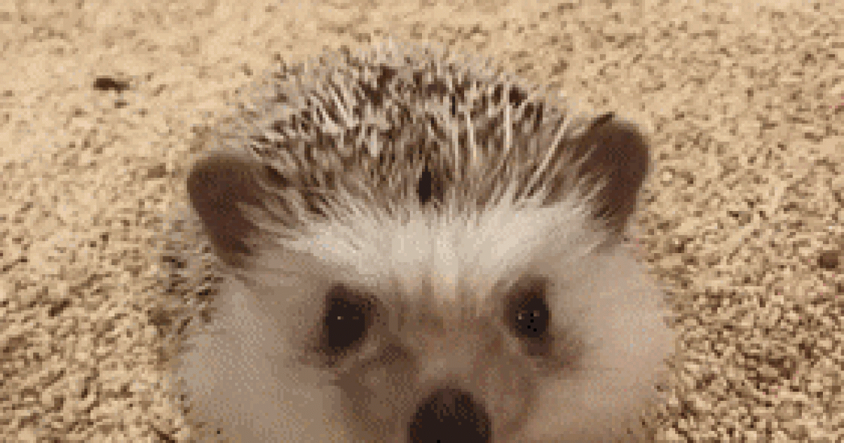 1680 lustige Bilder Gif - Seite (153) - DEBESTE.de