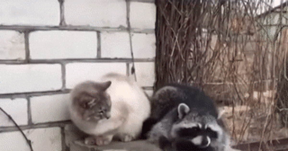 10 lustige Bilder Atzen - Seite (731) - DEBESTE.de