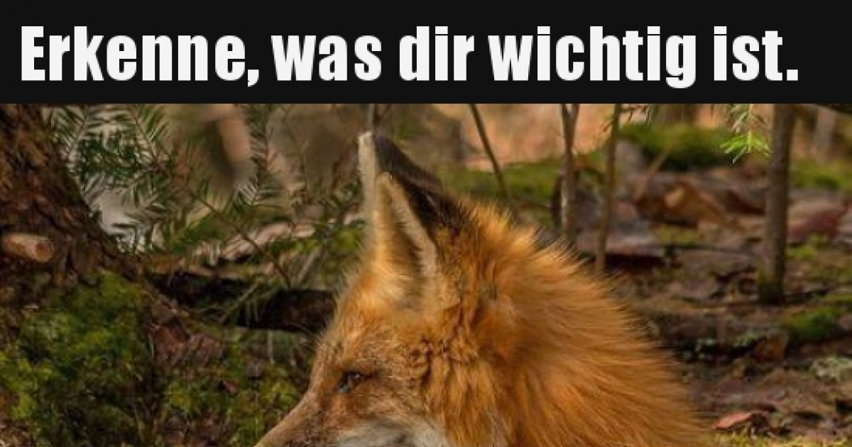 Neue Bilder und Memes - Fuechse - lustig, kostenlos - DEBESTE.de