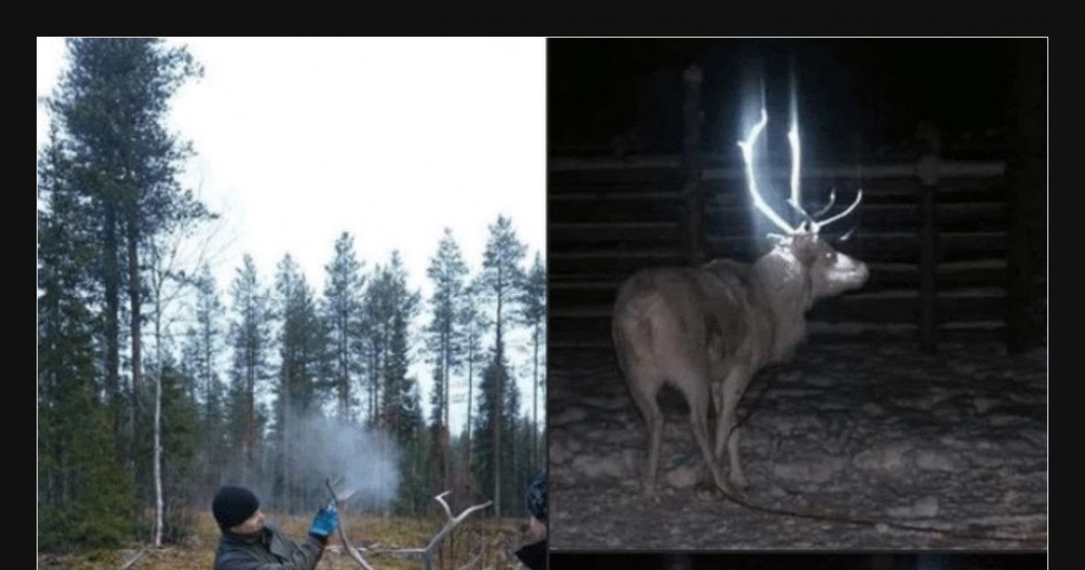 Neue Bilder und Memes - Hirsch - lustig, kostenlos - DEBESTE.de