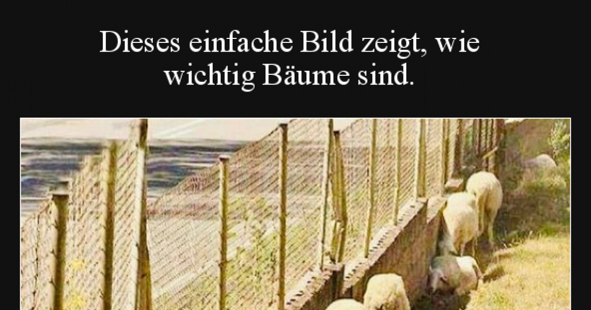 130 lustige Bilder Pflanzen - Seite (10) - DEBESTE.de