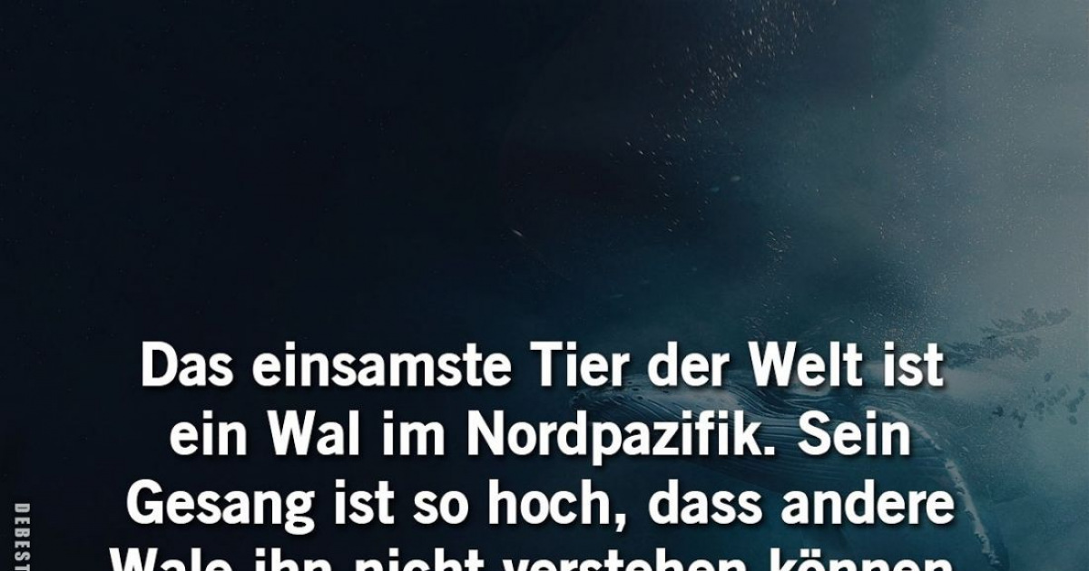 Neue Bilder und Memes - Wale - lustig, kostenlos - DEBESTE.de