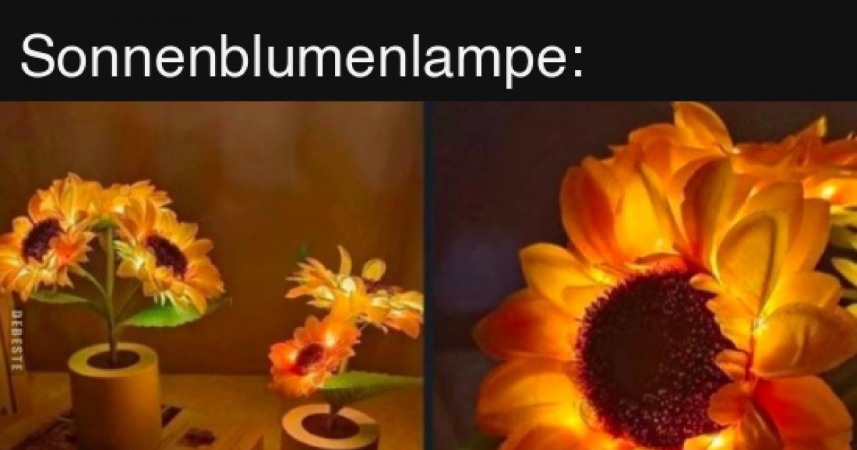 10 lustige Bilder Sonnenblumen - Seite (2) - DEBESTE.de