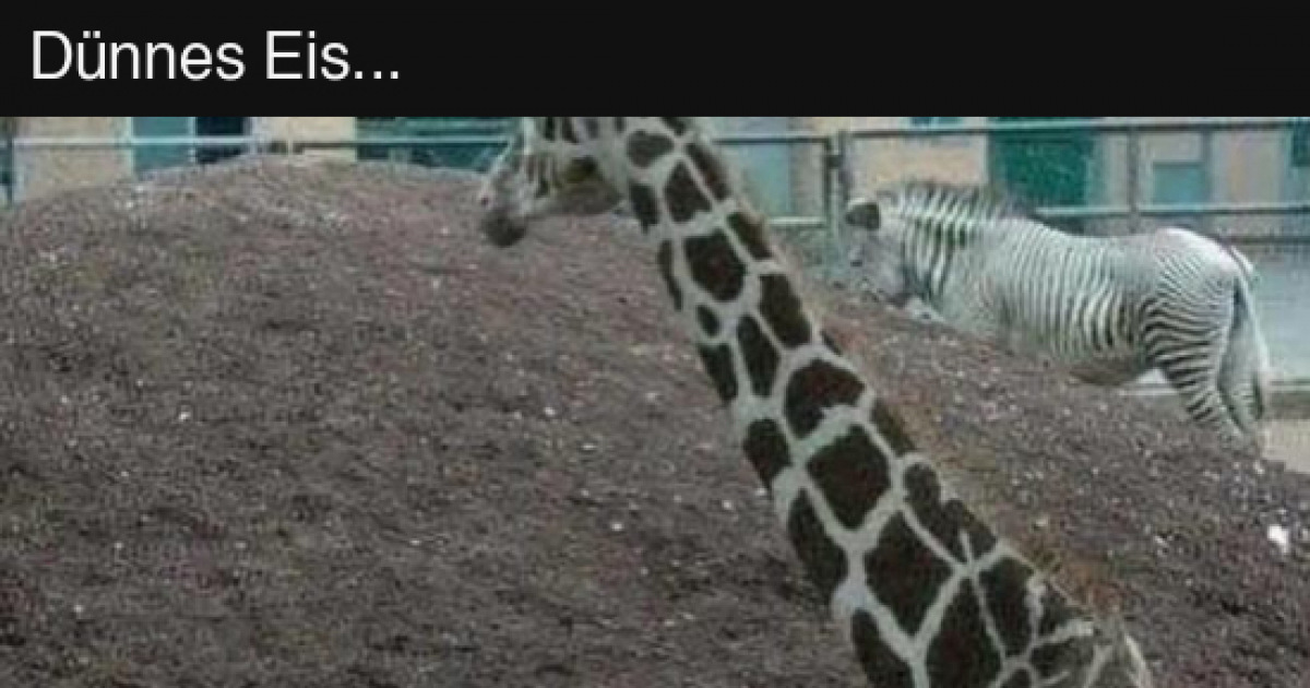 Neue Bilder und Memes - Dünnes Eis - lustig, kostenlos - DEBESTE.de