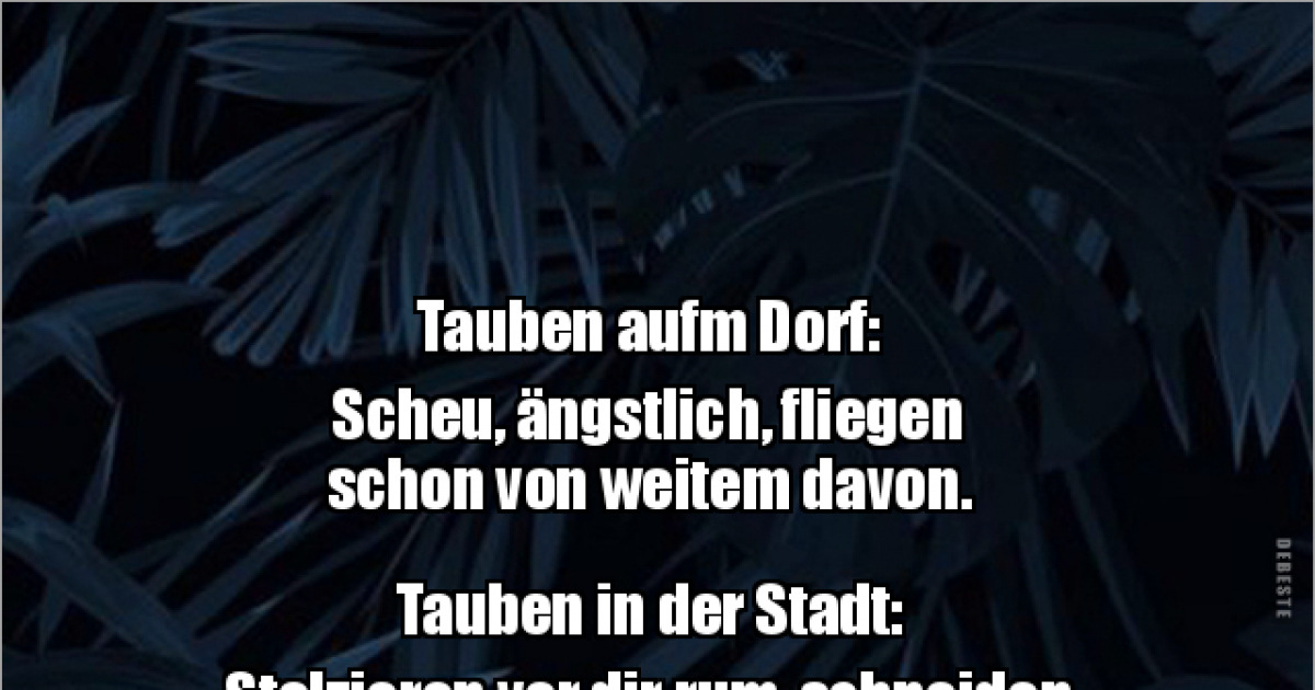 tauben Witze und Sprüche - DEBESTE.de