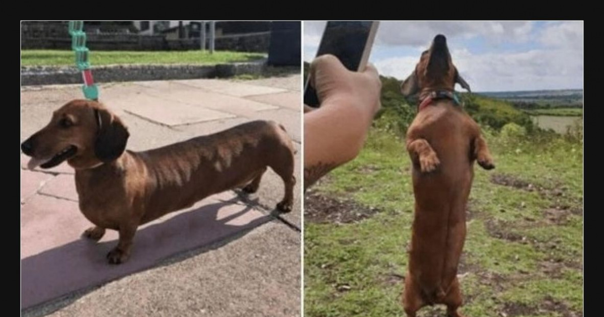 Neue Bilder und Memes - Dackel - lustig, kostenlos - DEBESTE.de