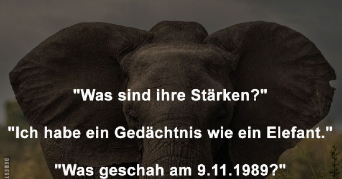 160 lustige Bilder Elefant - Seite (4) - DEBESTE.de