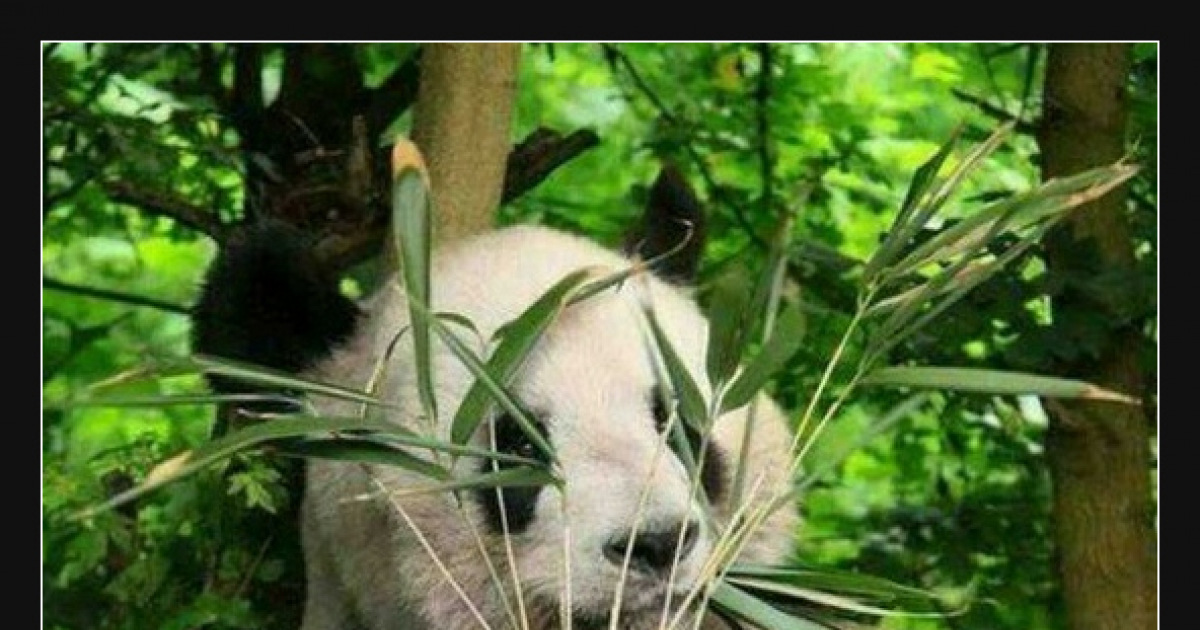 Neue Bilder und Memes - Panda - lustig, kostenlos - DEBESTE.de