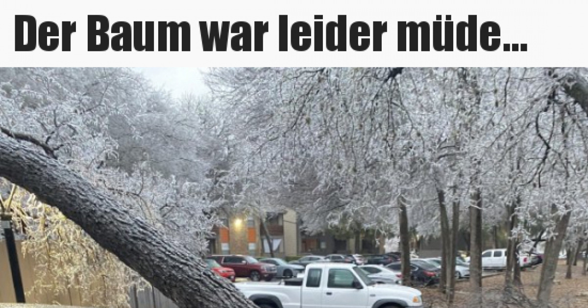 820 lustige Bilder Baum - Seite (45) - DEBESTE.de