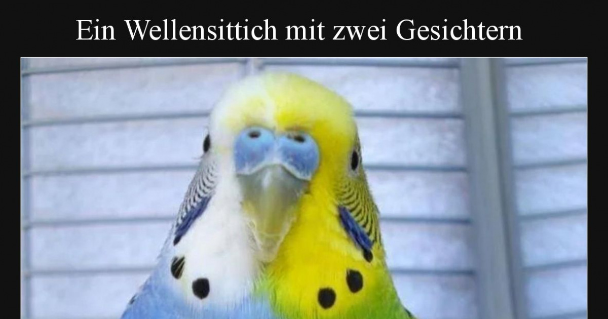 Neue Bilder und Memes - Wellensittich - lustig, kostenlos - DEBESTE.de